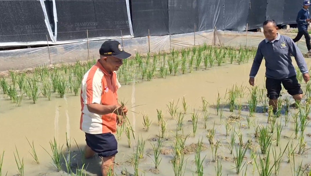 Uji Coba Mina Padi, Budi Daya Ikan dan Padi di Sawah